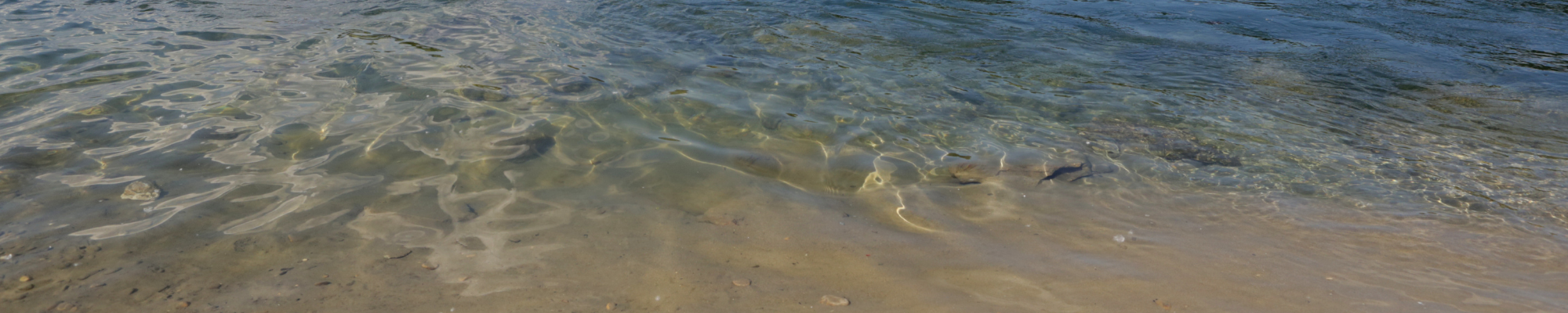 Synthèse OSR | Publications | Graie